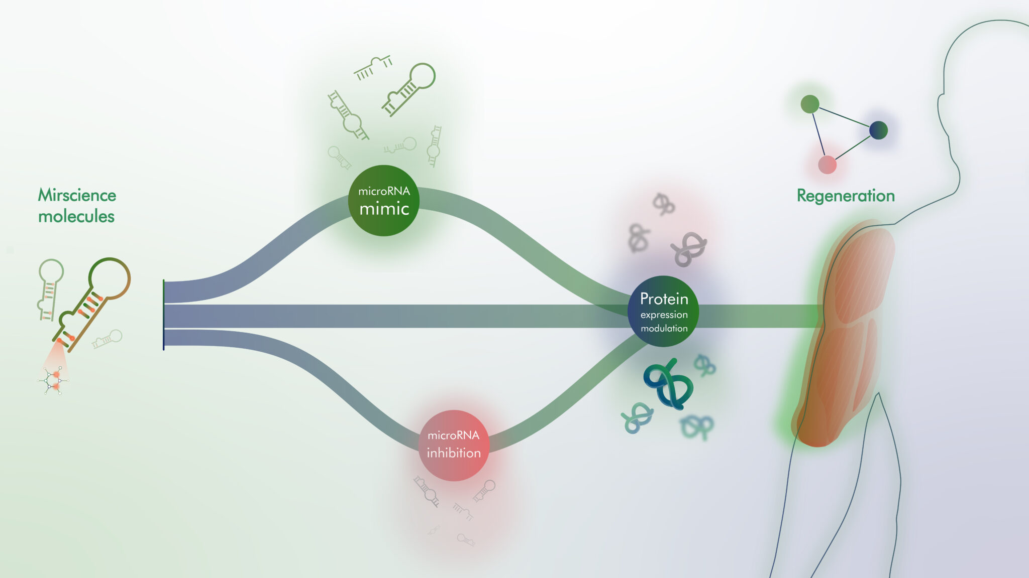 Our Technology – MirScience
